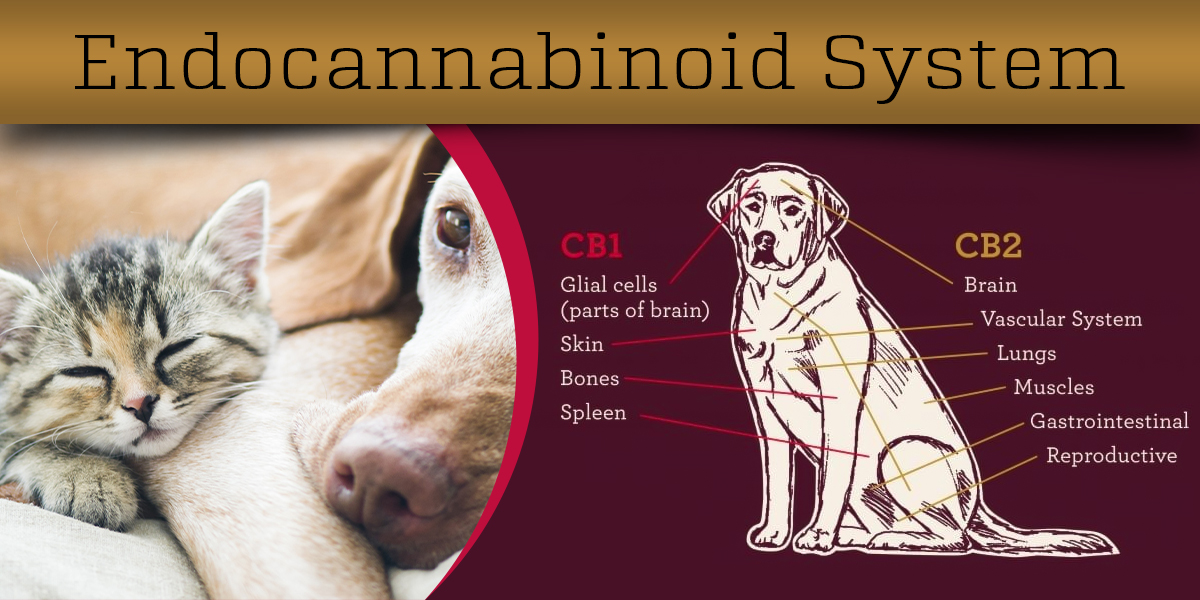 CBD Oil For Pets Anxiety And Pain – Black Label Hemp