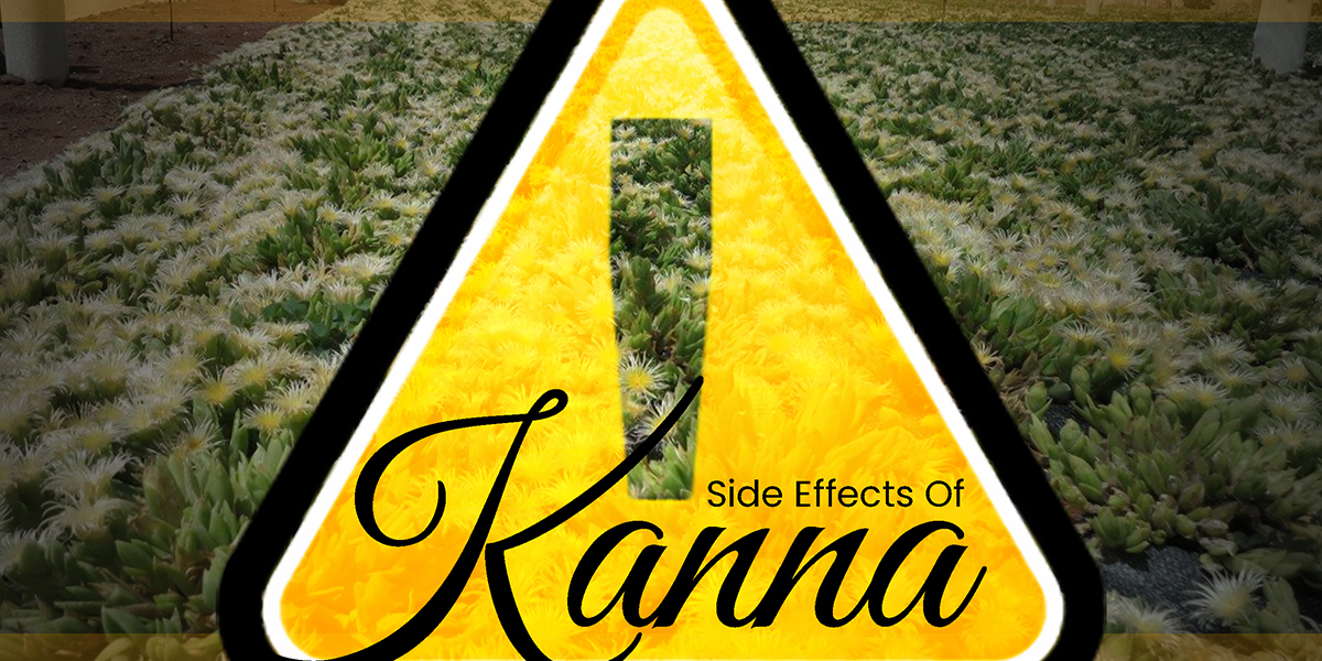 Kanna : What is it? – Black Label Hemp