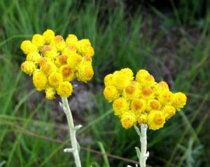 Smokable - Black Label Hemp